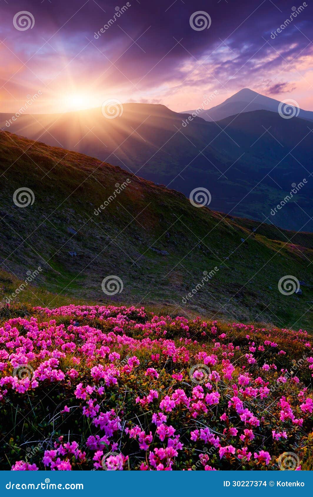 Spring flowers and sunset stock photo. Image of color - 30227374