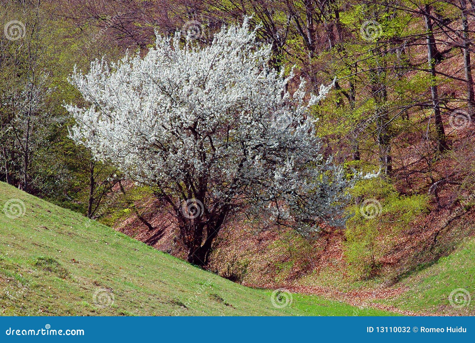 Spring Landscape in the Mountains of Romania Stock Photo - Image of ...