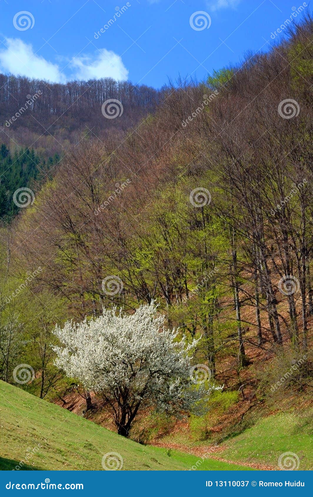 Spring Landscape in the Mountains of Romania Stock Image - Image of ...