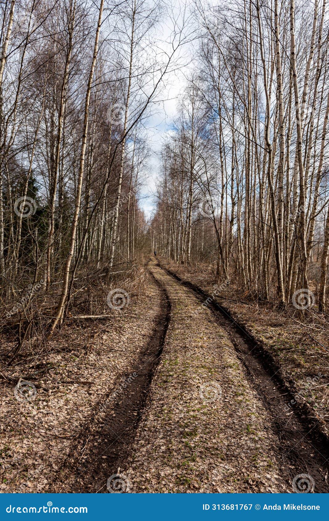 Spring Landscape with Muddy Swamp, Forest Road, Spring, Dirty Wet Road ...