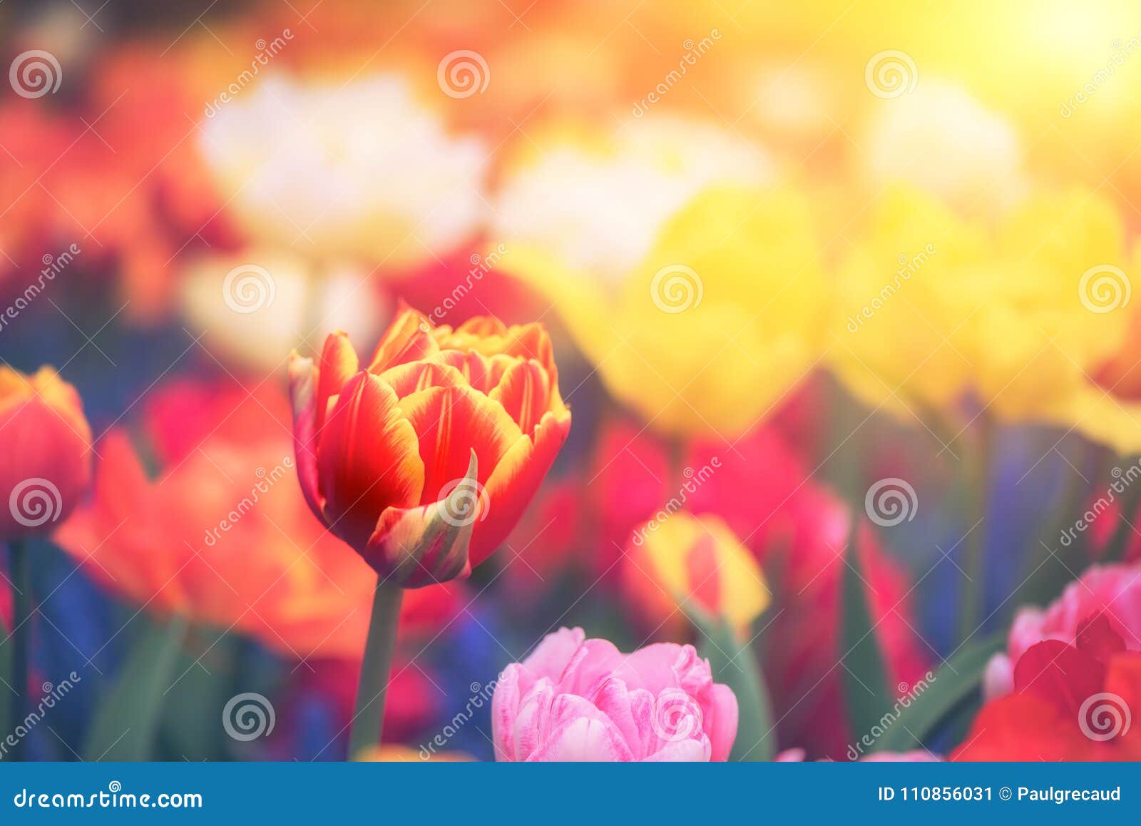 Spring Landscape with Multicolor Tulips Stock Image - Image of park ...