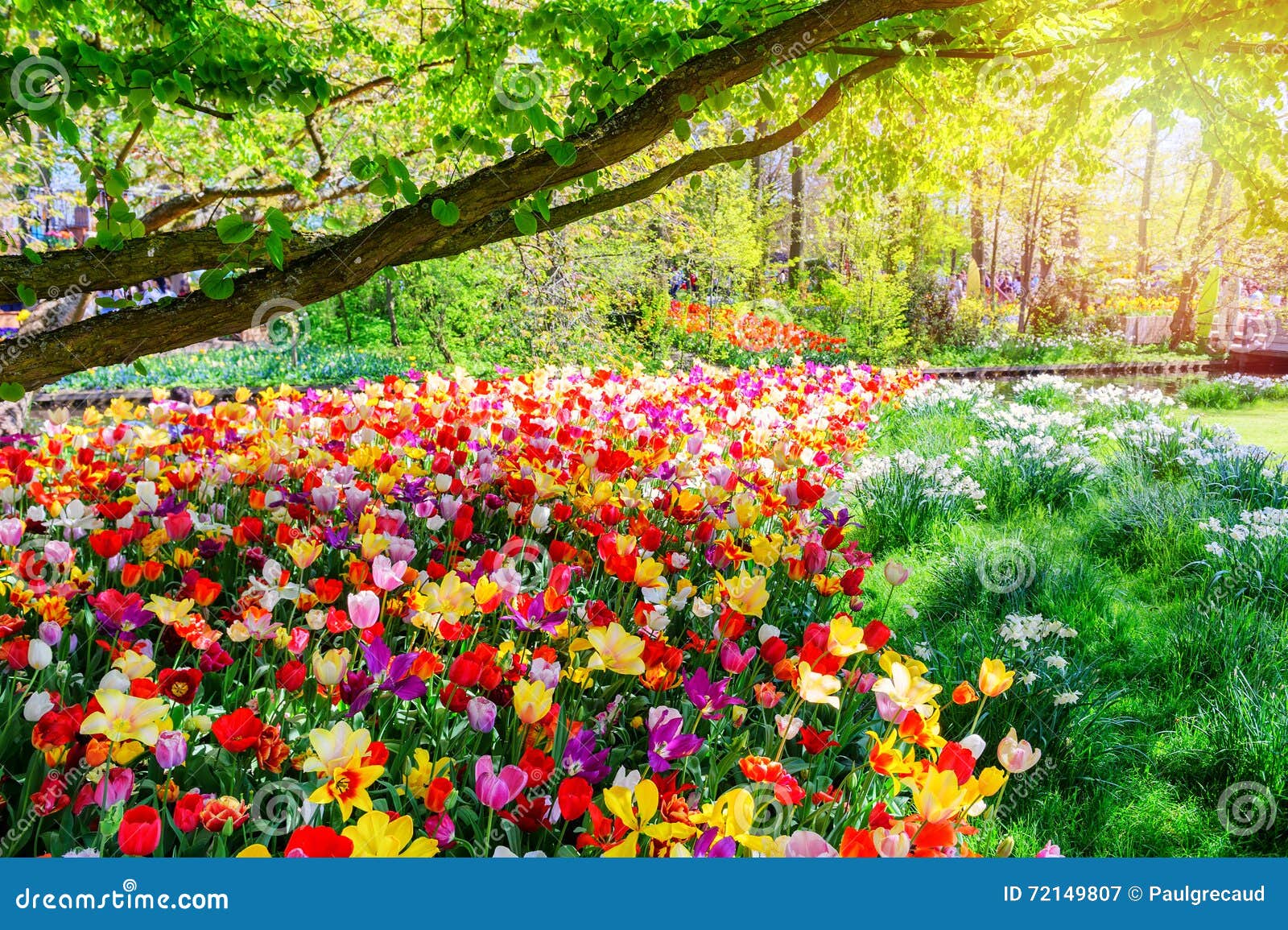 Spring Landscape with Multicolor Tulips Stock Image - Image of line ...