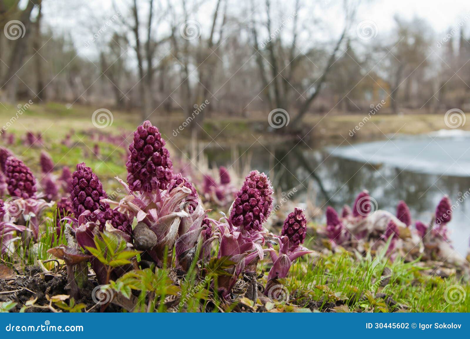 Spring Landscape Near the Pond Stock Photo - Image of biodiversity ...