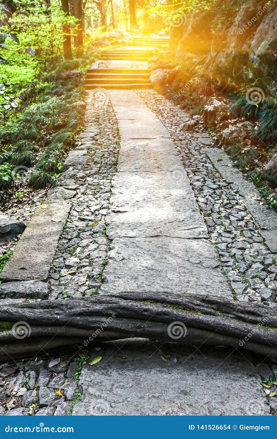 Spring Landscape, the Path is Full of Obstacles. There are Trees in ...