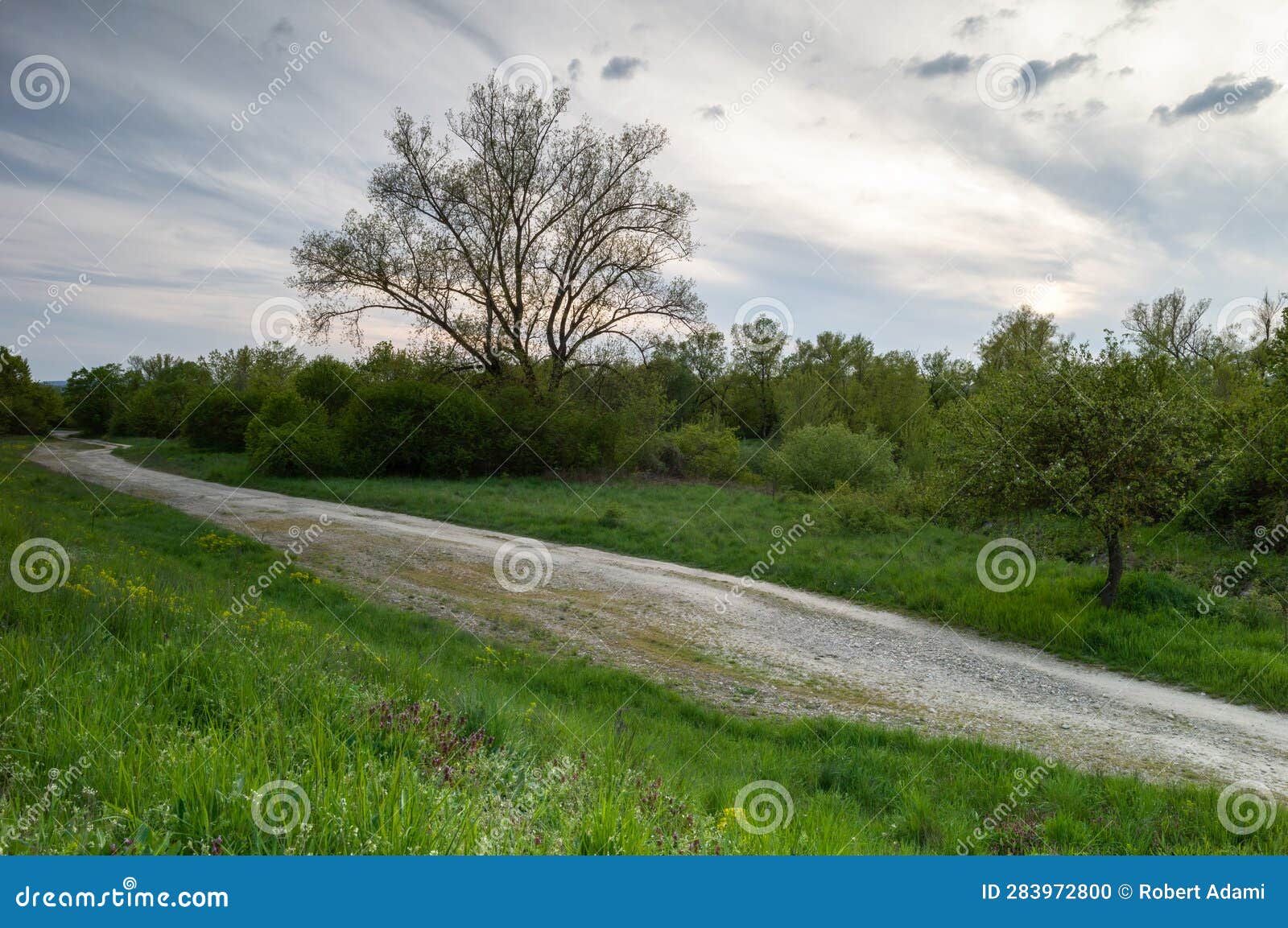 Spring Landscape with Path and Green Vegetation at Sunset Stock Photo ...