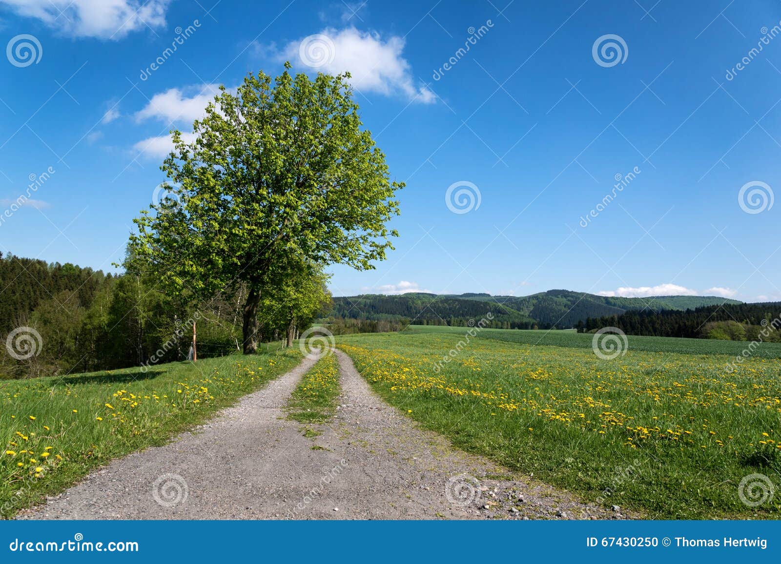 Path Tree Royalty-Free Stock Image | CartoonDealer.com #56076400