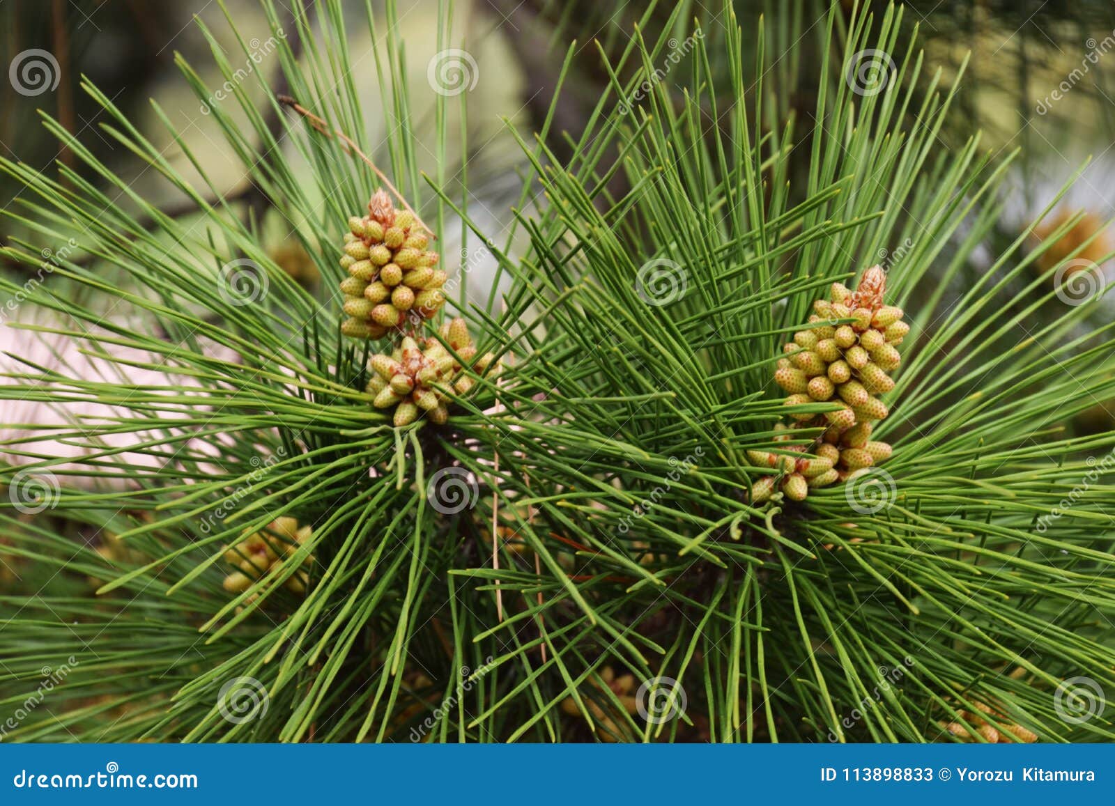 Pine tree flowers stock image. Image of season, blooming - 113898833
