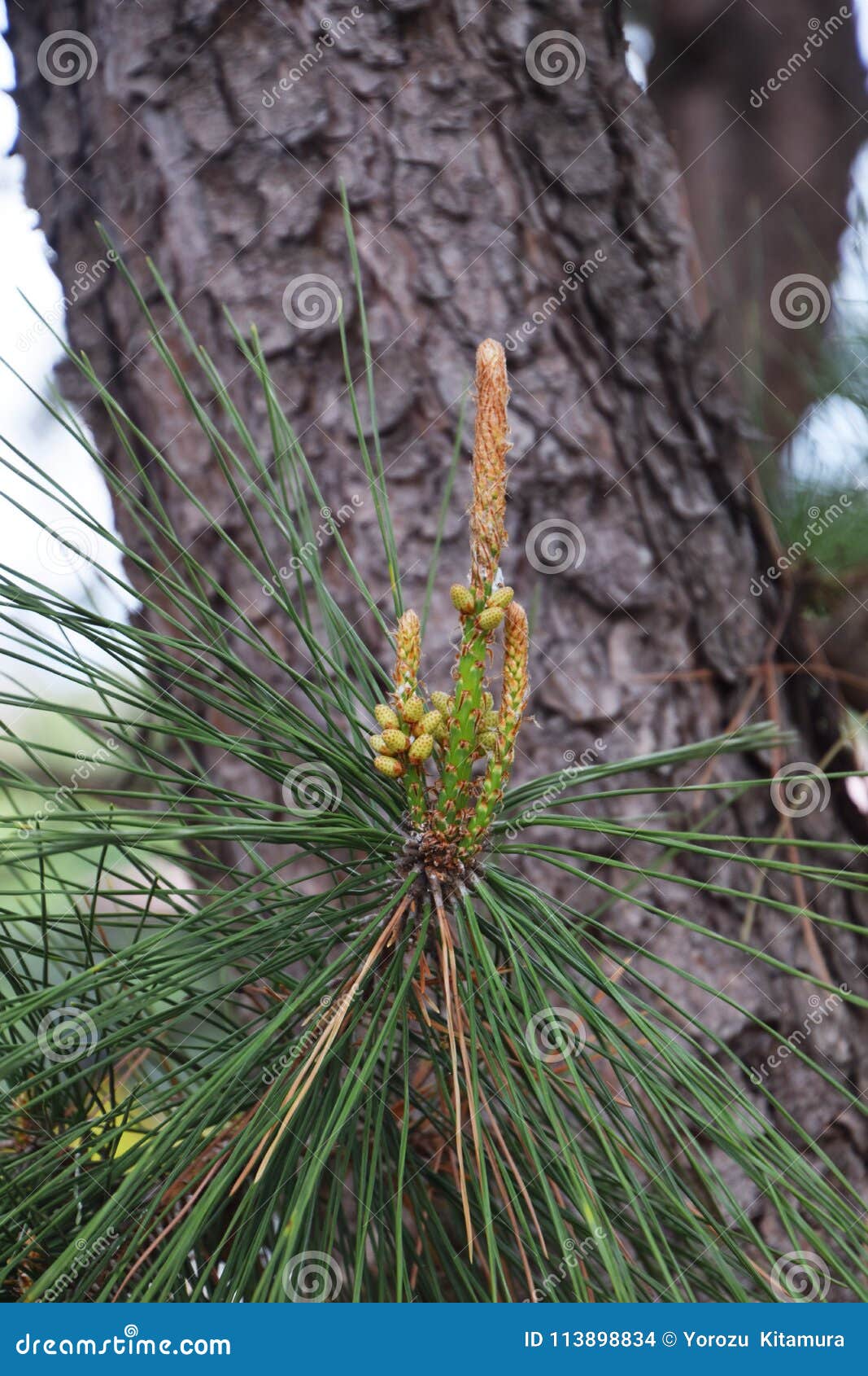 Pine tree flowers stock photo. Image of nature, pollen - 113898834