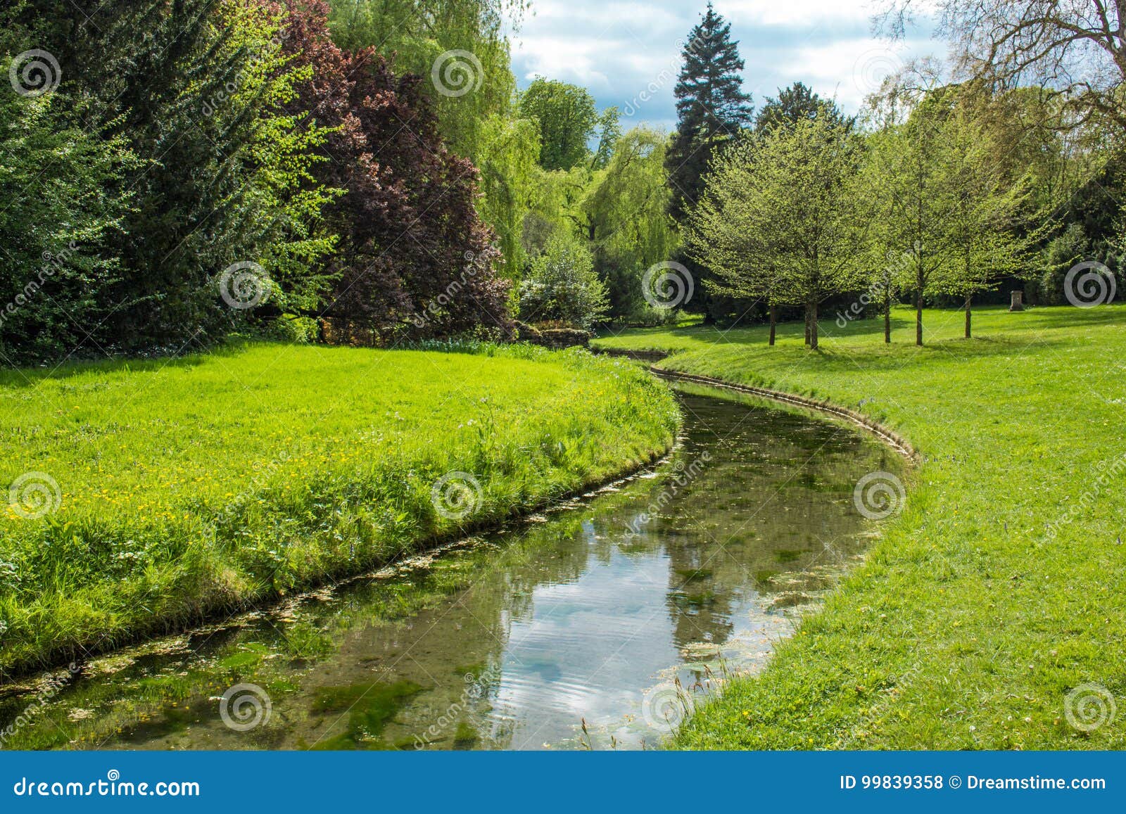 Spring pond stock photo. Image of freshness, leaf, forest - 99839358