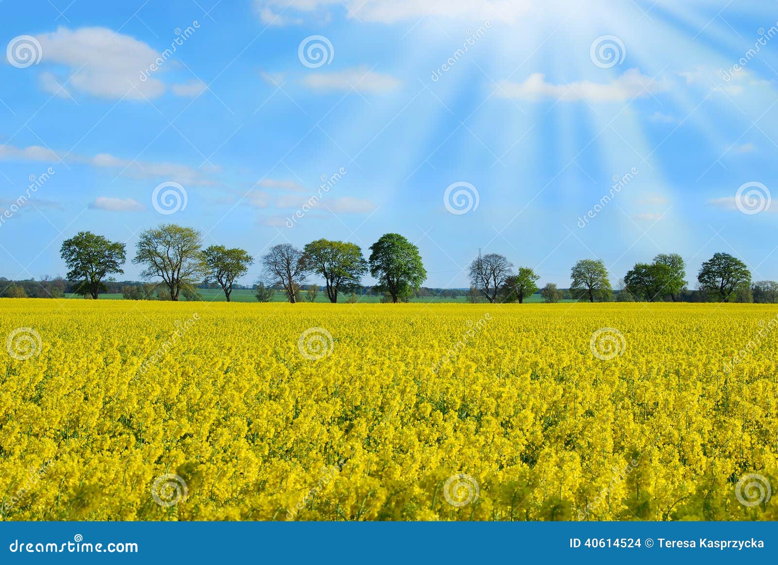 Spring Landscape with Field and Trees Stock Photo - Image of beautiful ...