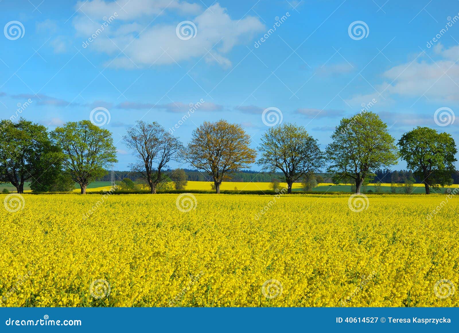Spring Landscape with Field and Trees Stock Image - Image of landscape ...