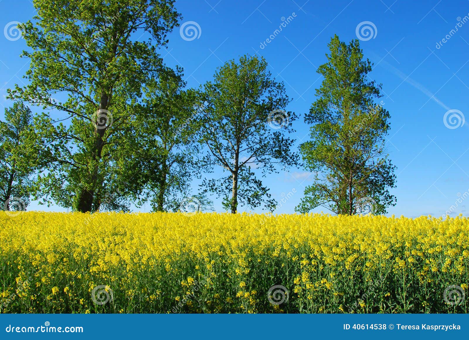 Spring Landscape with Field and Trees Stock Photo - Image of blue ...