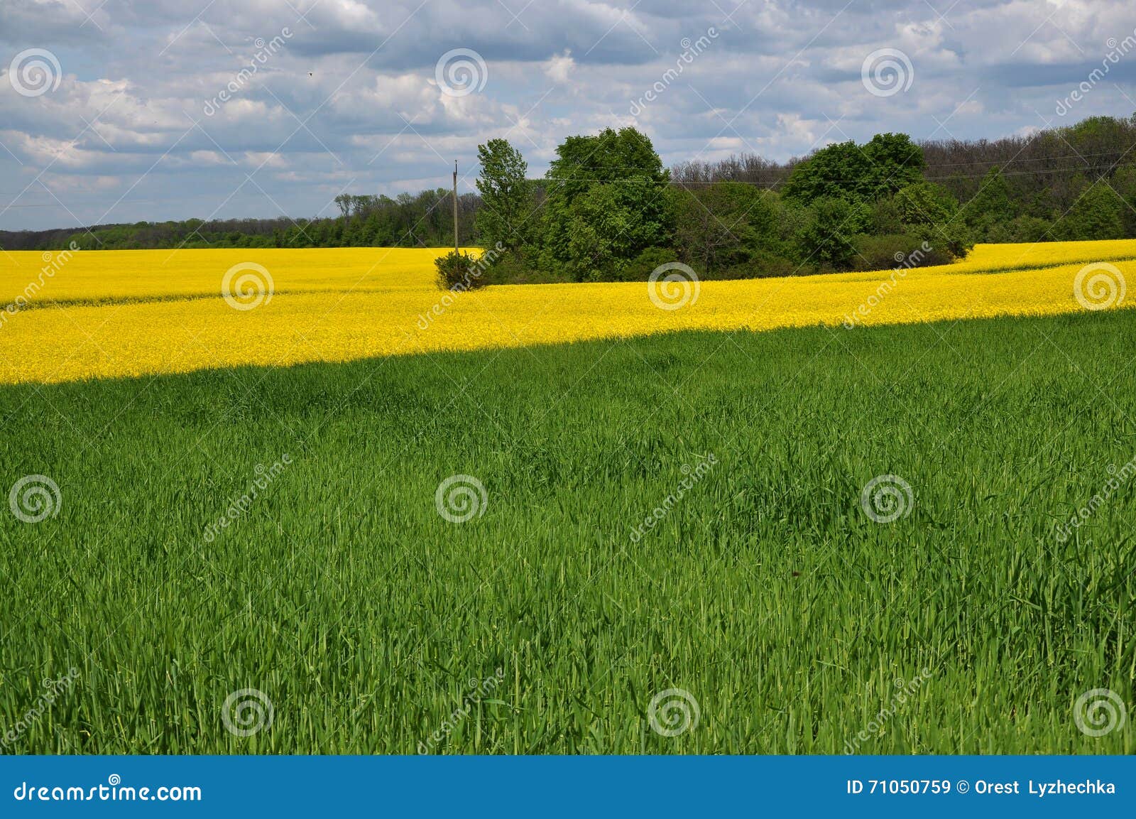 Spring Landscape with and Wheat Field_2 Stock Image - Image of trees ...