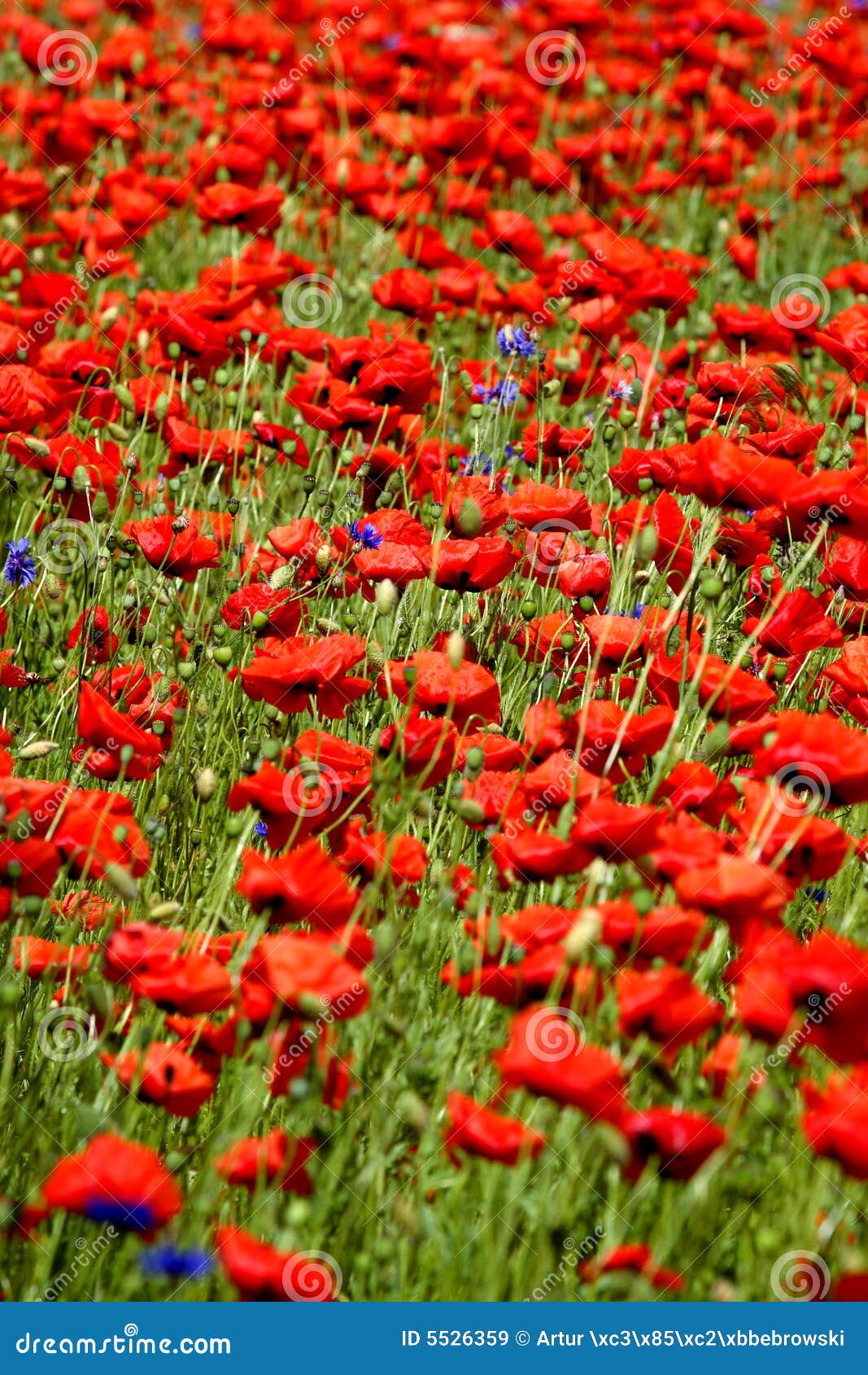 Spring Landscape - Red Poppies Stock Image - Image of environment ...