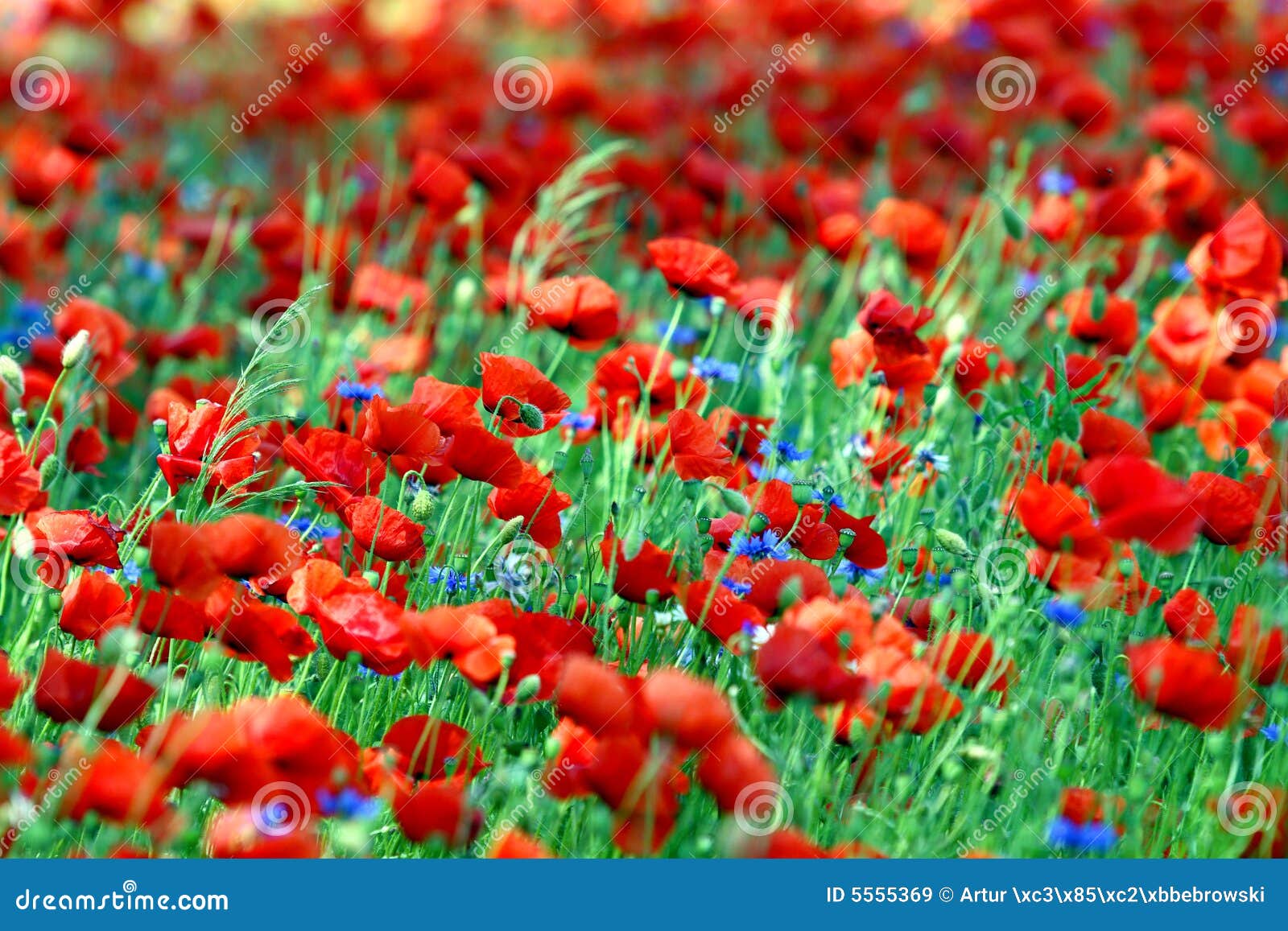 Spring Landscape - Red Poppies Stock Image - Image of solitude ...