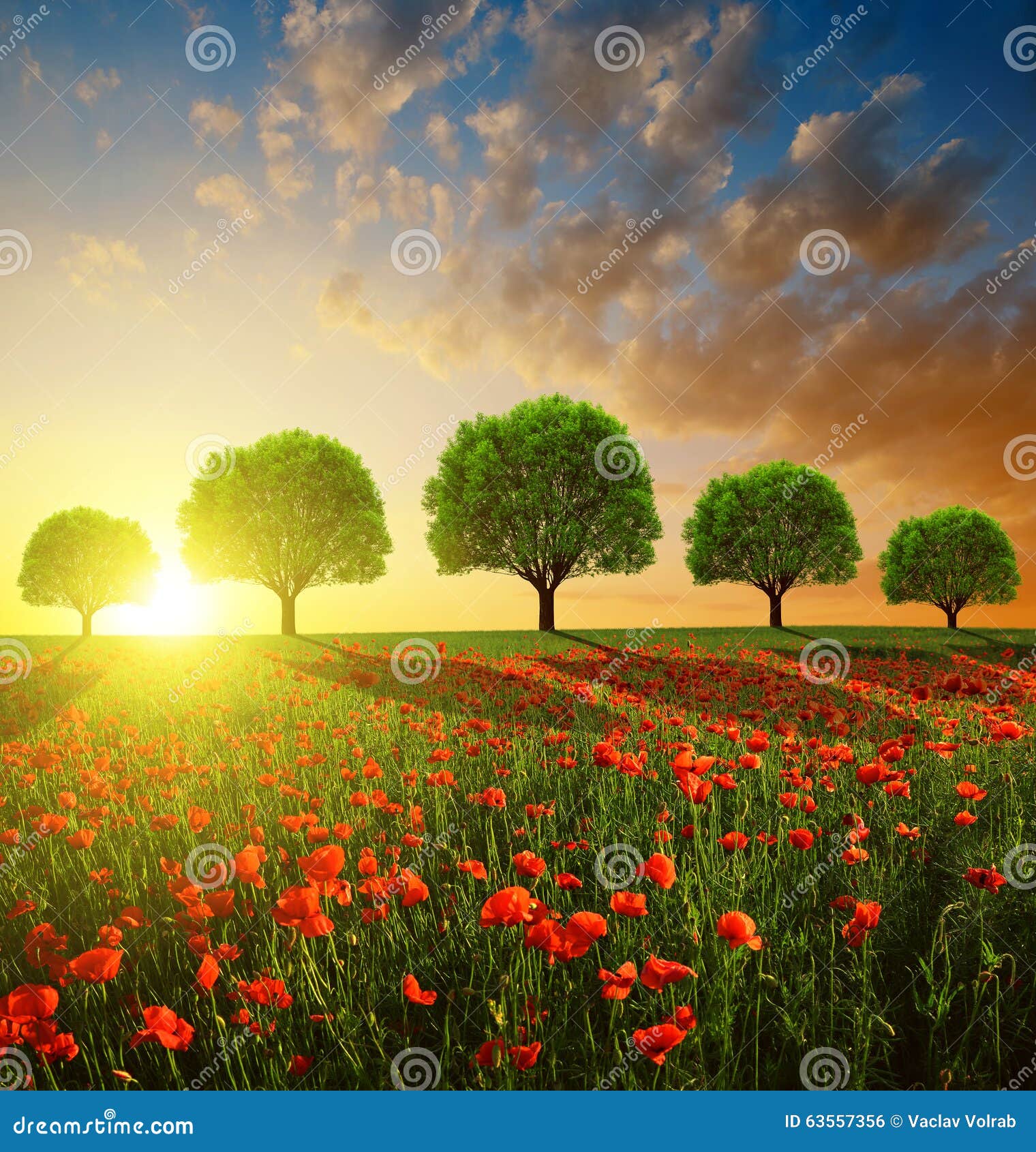 Spring Landscape with Red Poppy Field and Trees Stock Photo - Image of ...
