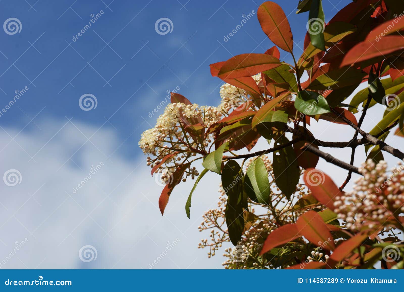 Red robin flowers stock image. Image of plant, landscape - 114587289