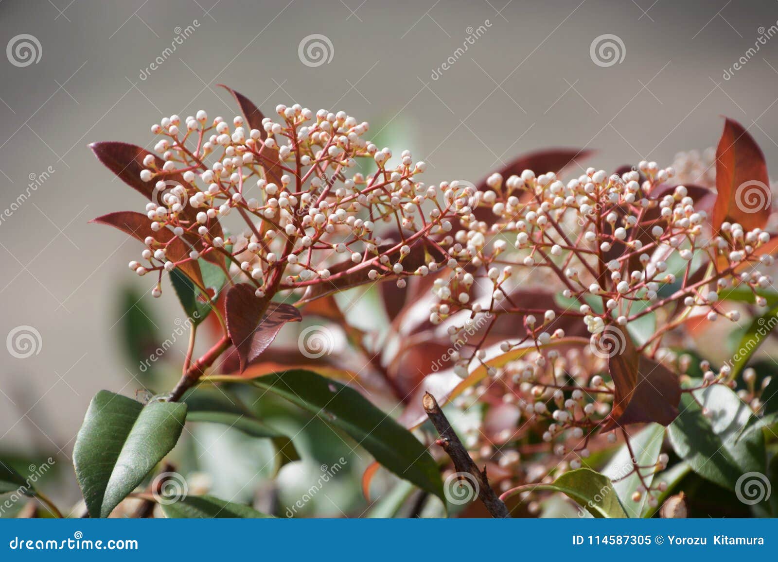 Red robin flowers stock image. Image of bright, landscape - 114587305