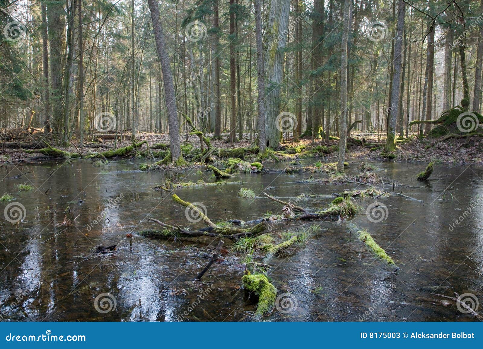 Spring at Landscape Reserve with Frozen Water Stock Image - Image of ...