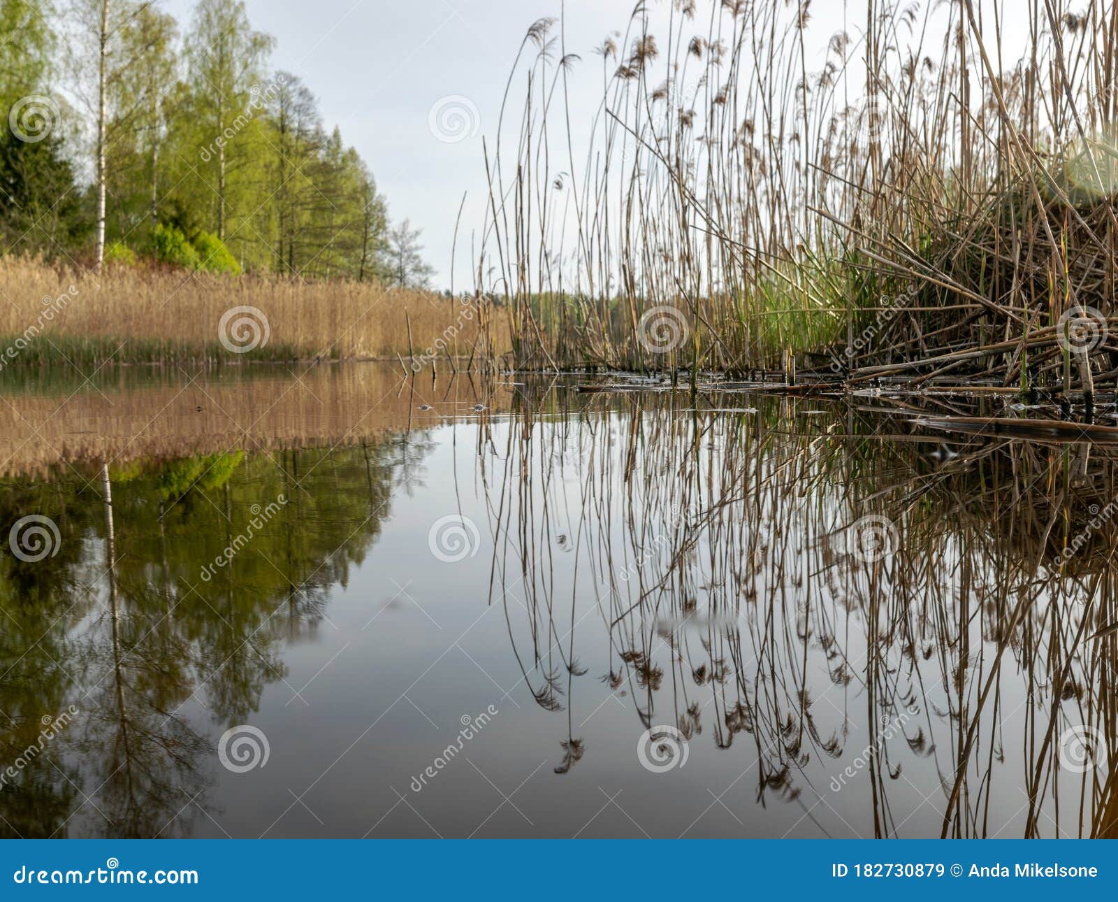 Spring Landscape on the River, Old Reeds Along the Shore and the First ...