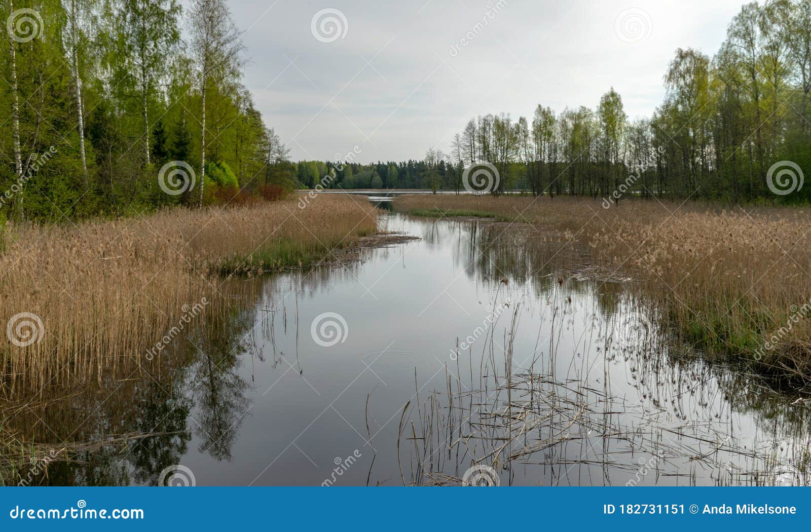 Spring Landscape on the River, Old Reeds Along the Shore and the First ...
