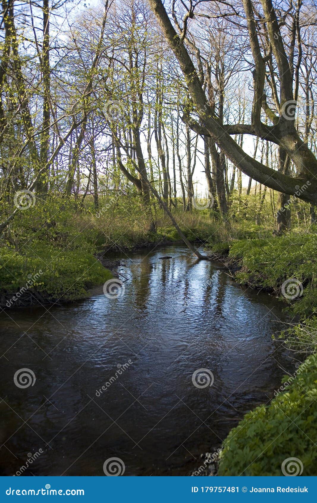 Spring Landscape with River and Trees in the Forest Stock Image - Image ...