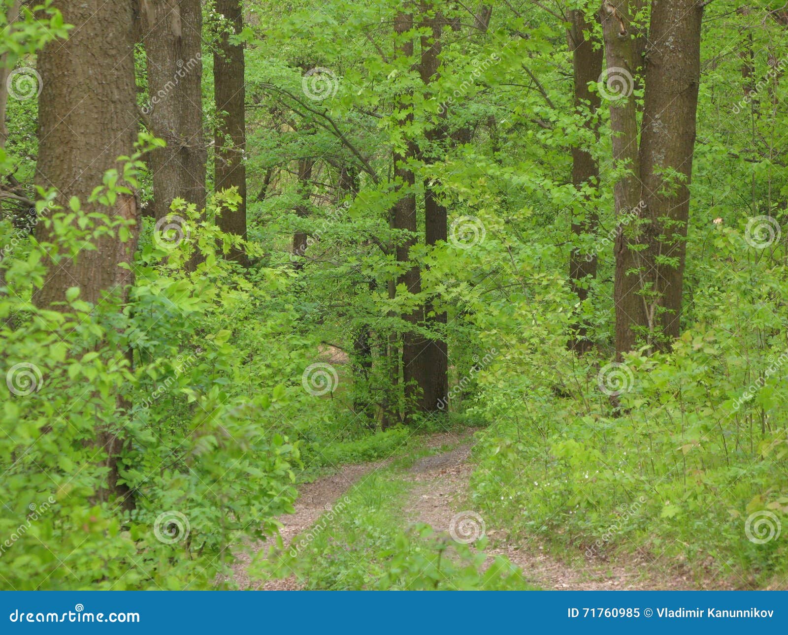 Spring landscape stock image. Image of forest, evening - 71760985
