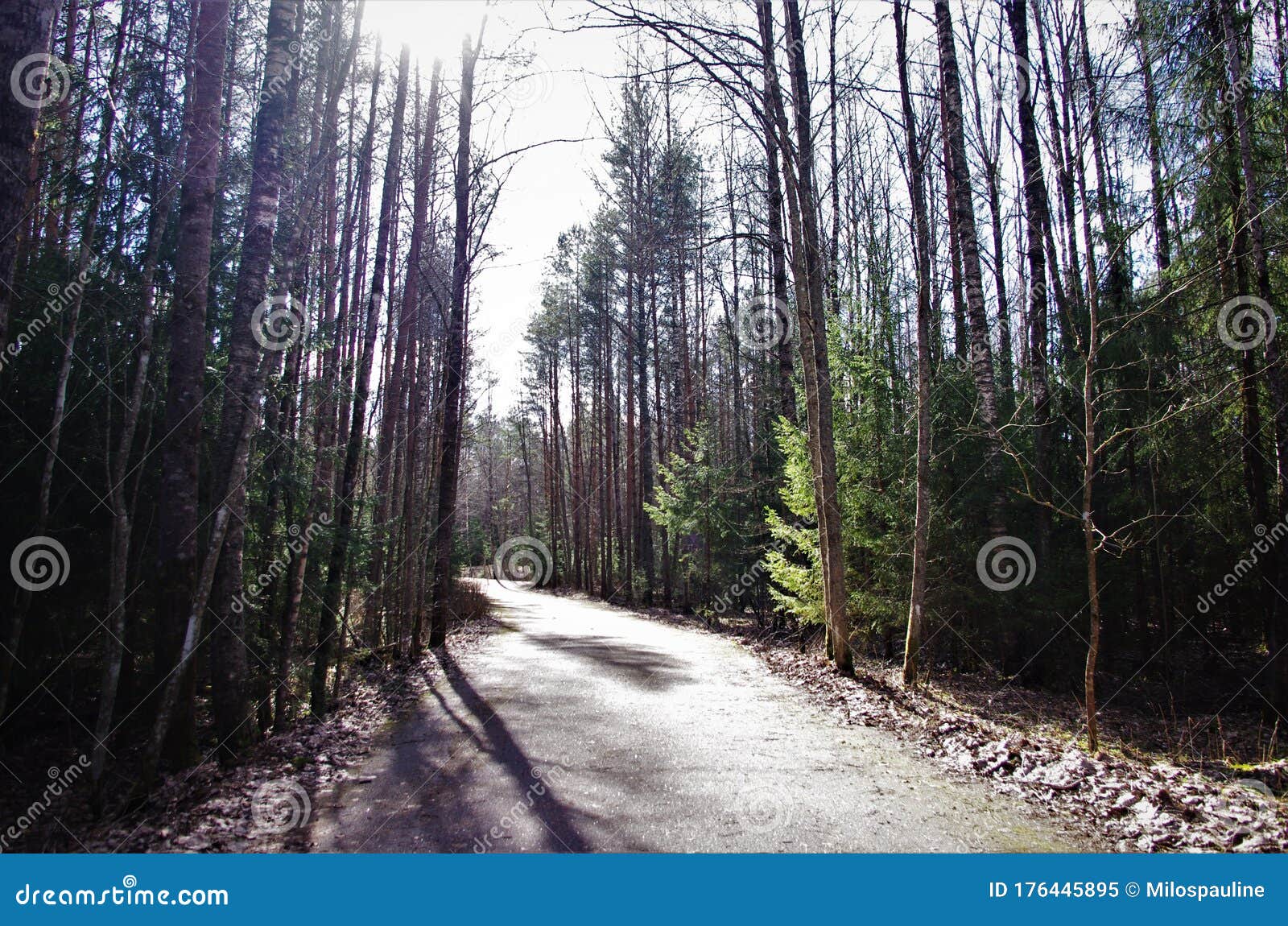 Spring Landscape. Road and Trees Stock Image - Image of season ...