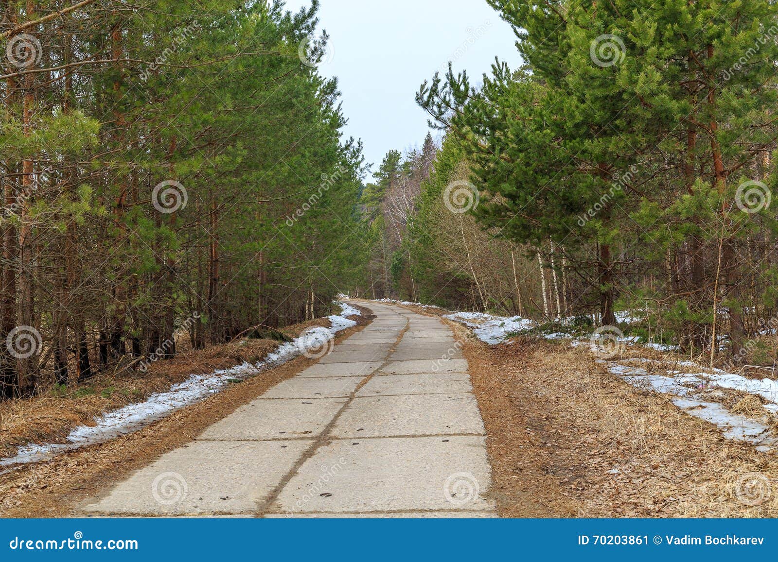 Spring Landscape, Road in Young Pine Trees Stock Image - Image of ...
