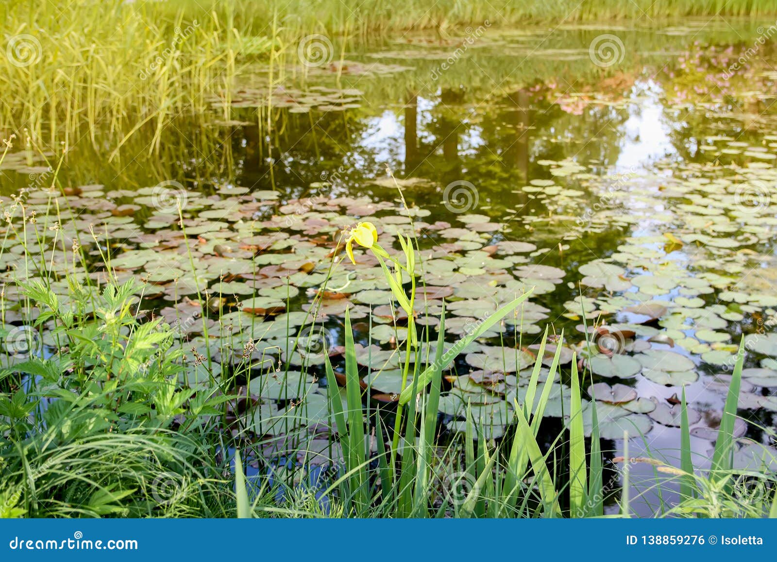 Spring Landscape. Scenic View of a Pond in a Park in Sunlight Stock ...