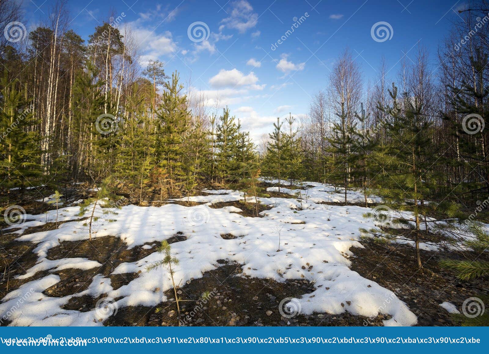 Spring Landscape with Snow in the Forest Stock Image - Image of hill ...