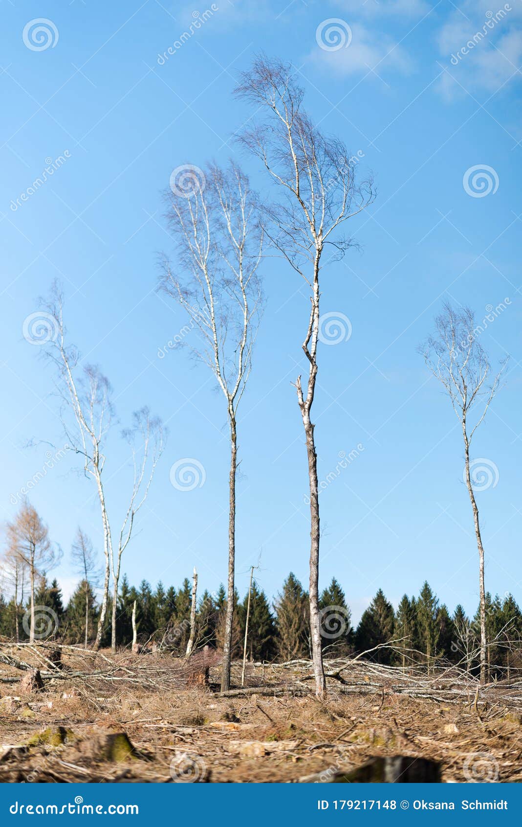 Larch Tree Stumps Stock Photos - Free & Royalty-Free Stock Photos from ...