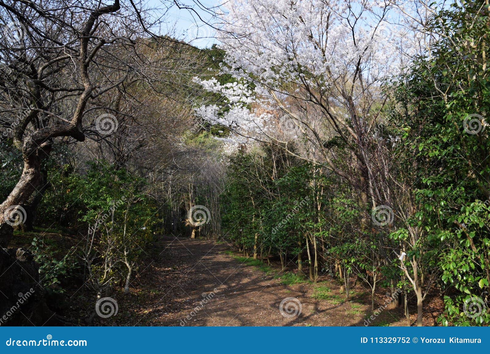 Spring countryside path stock photo. Image of pathway - 113329752