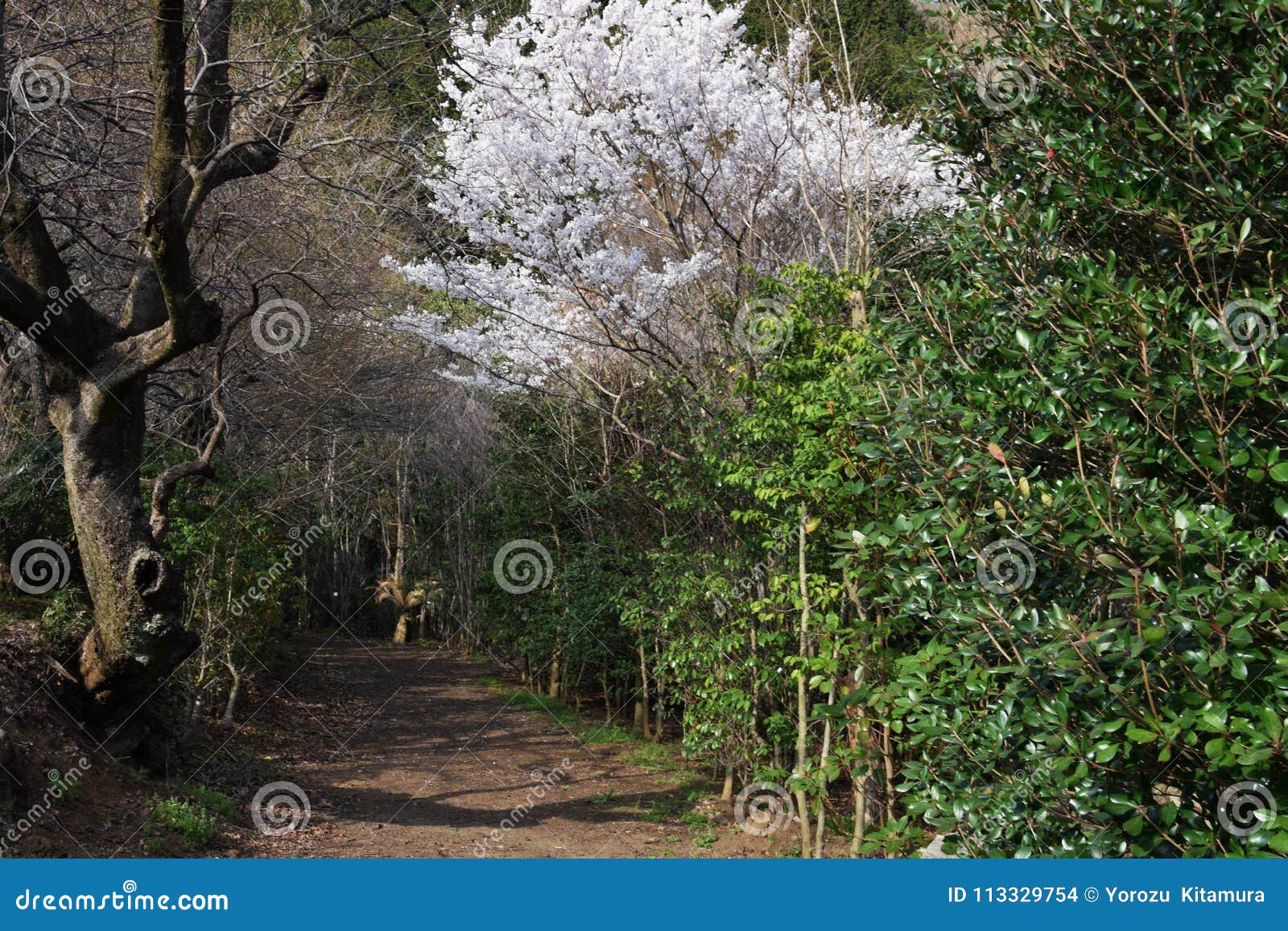 Spring countryside path stock photo. Image of pathway - 113329754