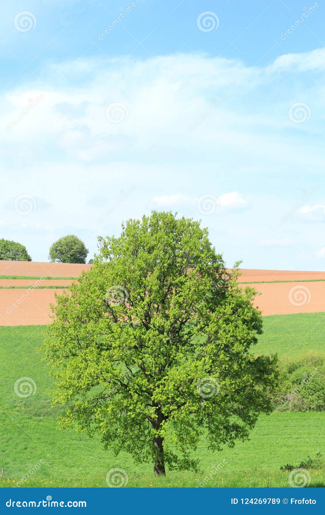 Spring landscape stock image. Image of nature, foliage - 124269789
