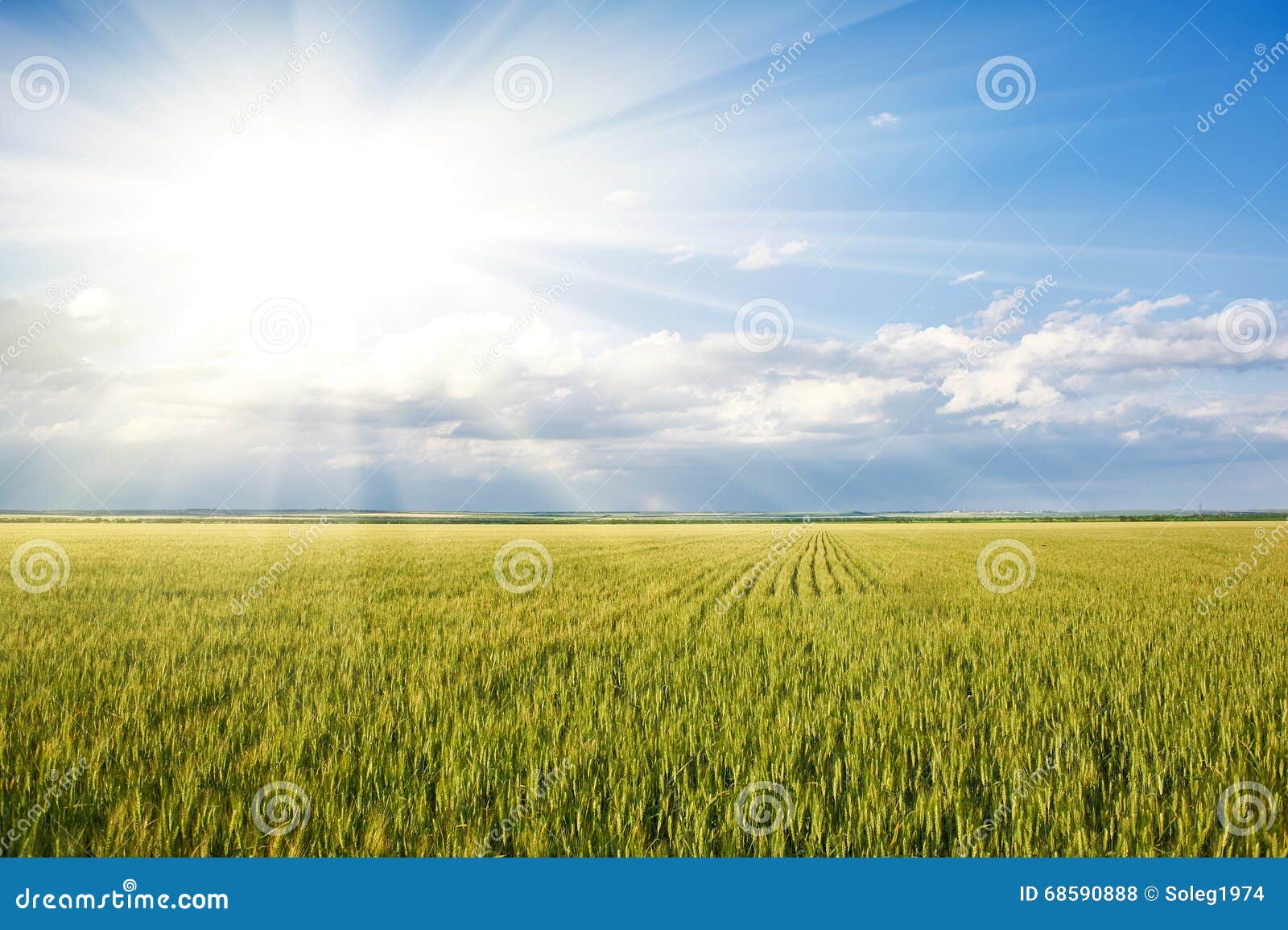 Spring Landscape - Sun in Green Grass Wheat Field and Blue Sky Stock ...