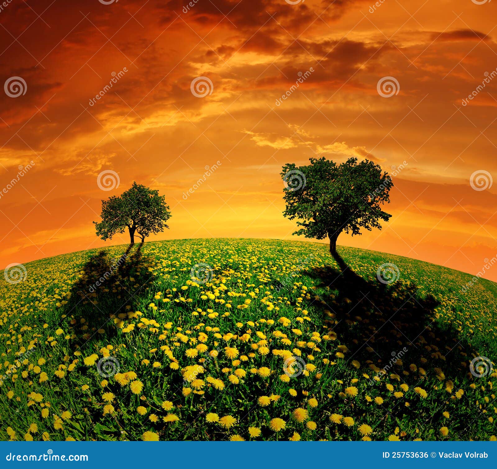 Spring Landscape in the Sunset Stock Photo - Image of lone ...