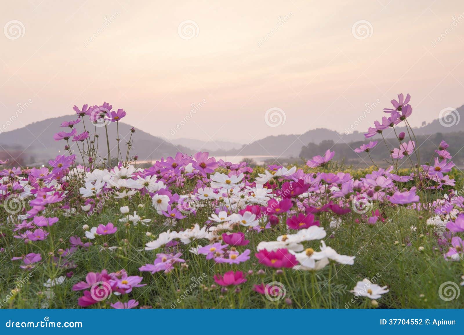 Spring landscape at sunset stock photo. Image of ecology - 37704552
