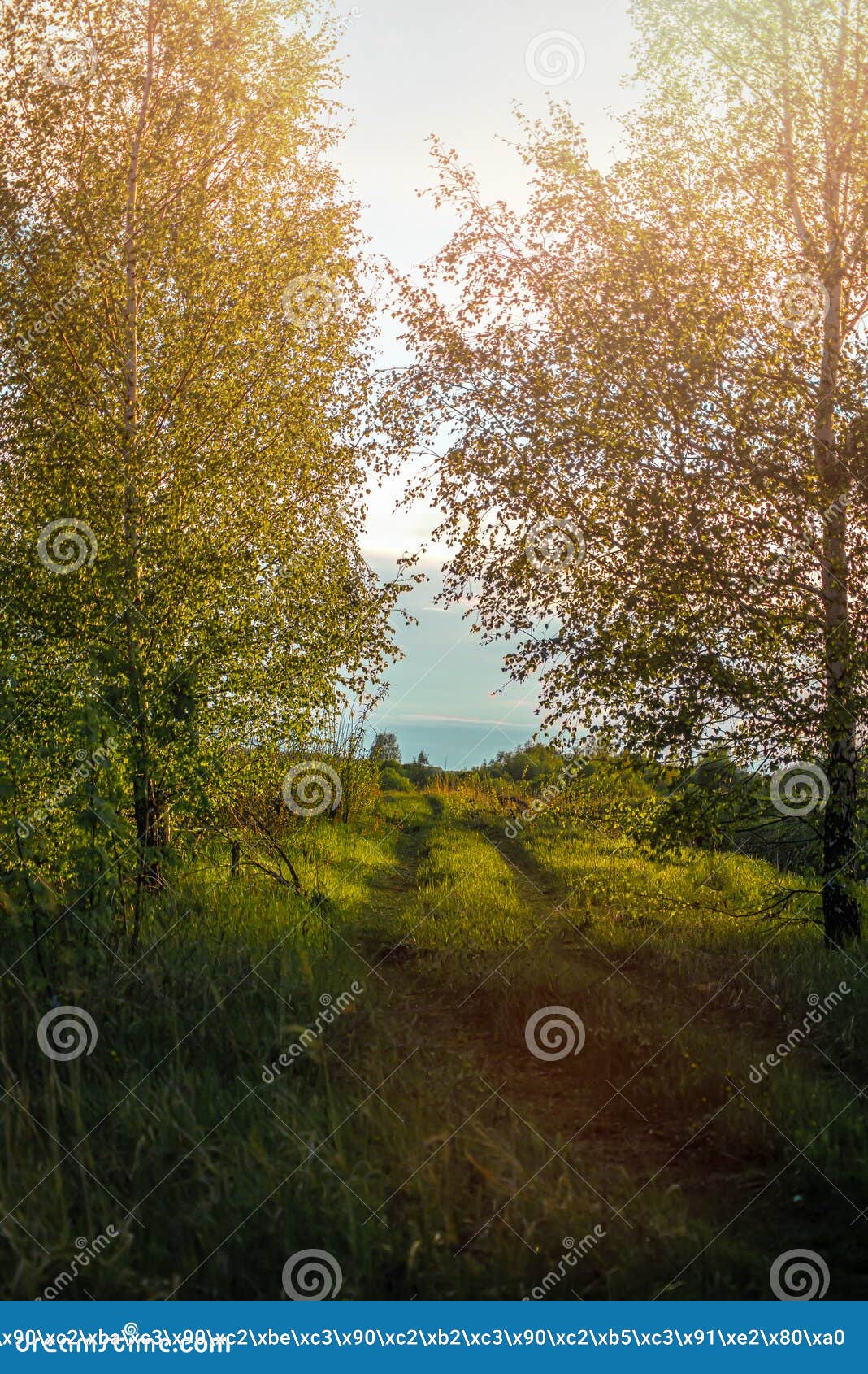 Spring Landscape at Sunset, Spring, Road Stock Photo - Image of bright ...