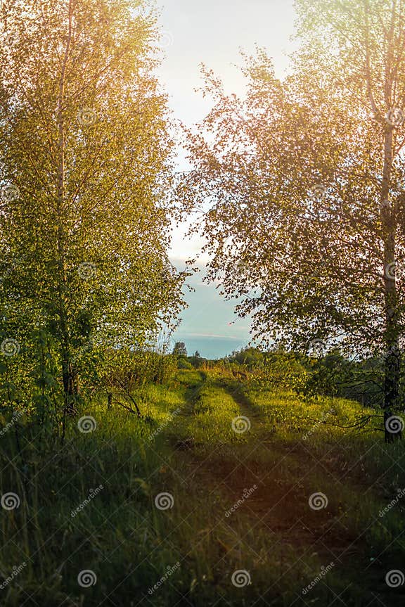 Spring Landscape at Sunset, Spring, Road Stock Photo - Image of bright ...