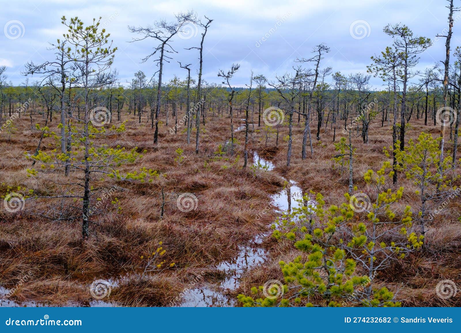 Spring Landscape in the Swamp. Various Bog Plants, Mosses and Pines ...
