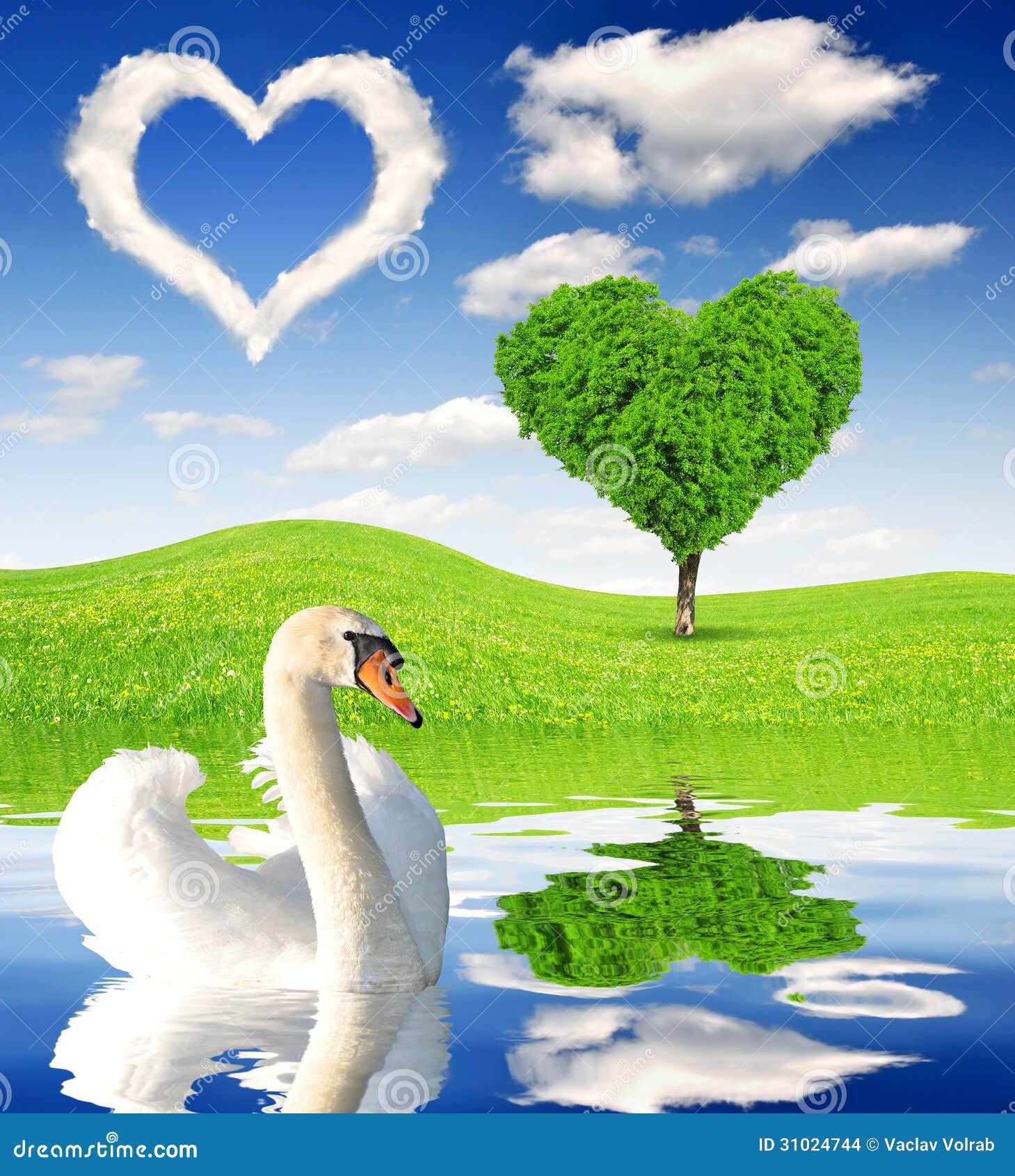 Spring landscape with swan stock photo. Image of lonely - 31024744
