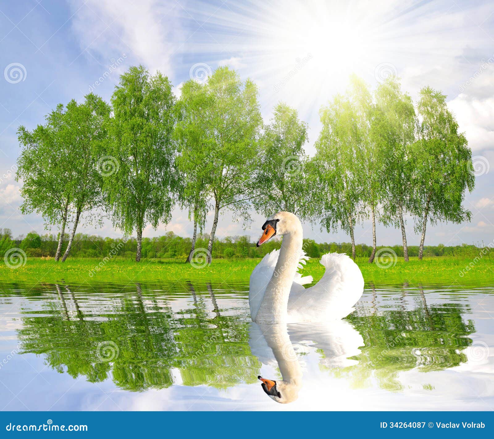 Spring landscape with swan stock image. Image of shadows - 34264087