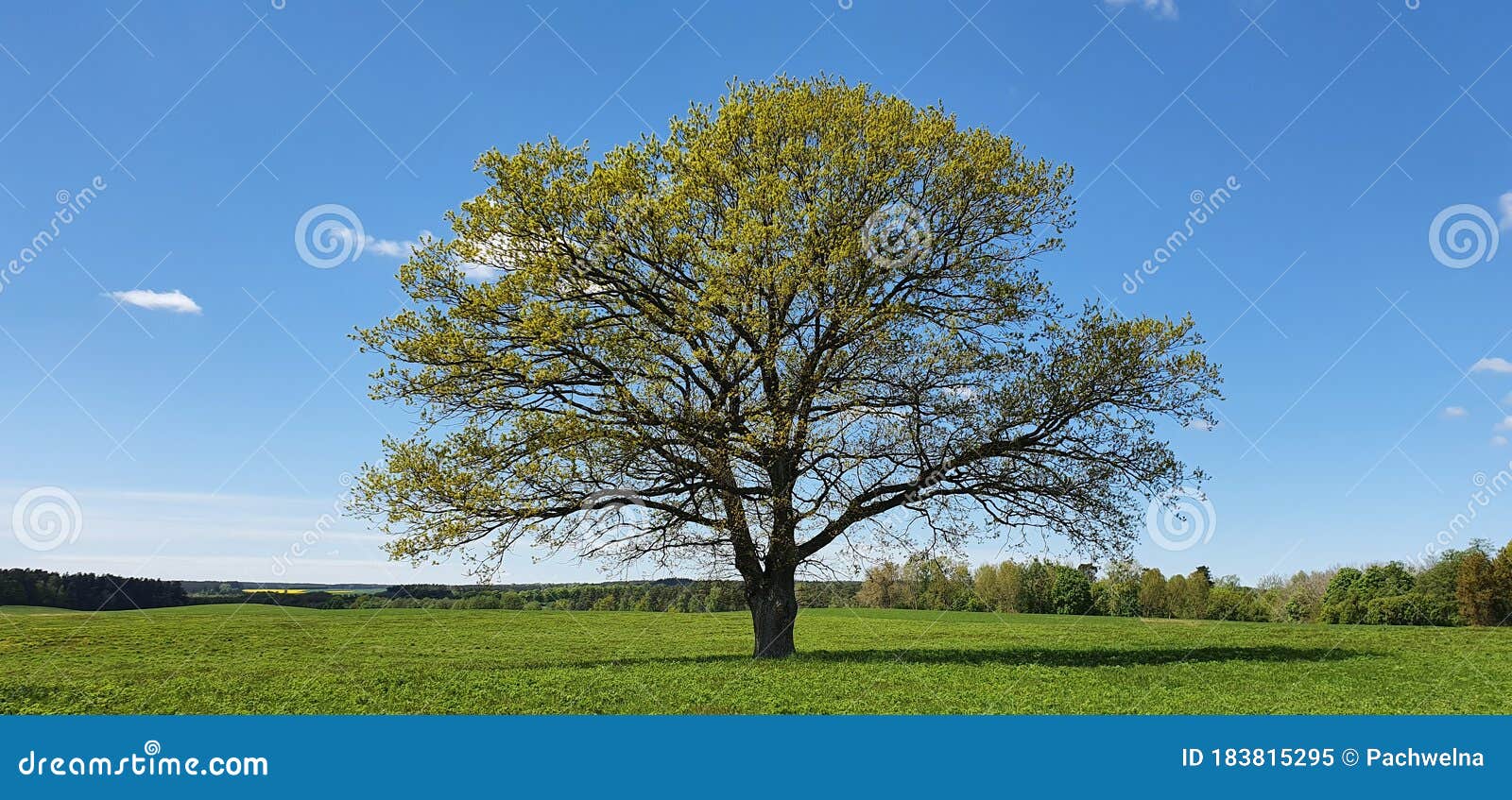 Spring Landscape with a Sycamore Tree Stock Image - Image of ...