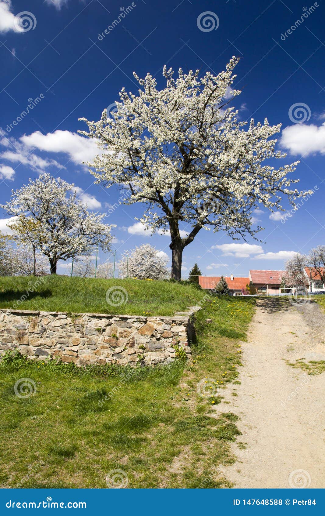 Spring Landscape with Traditional Old Rural Road Stock Photo - Image of ...