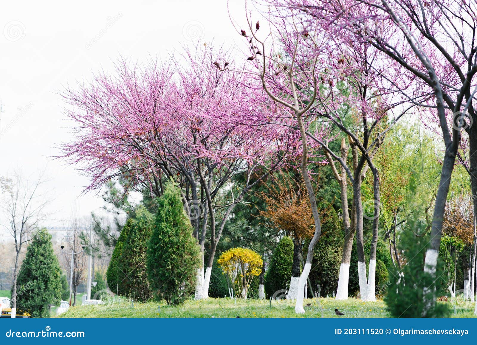 Spring Landscape with a Tree Canadian Purple on a Sunny Day Stock Photo ...