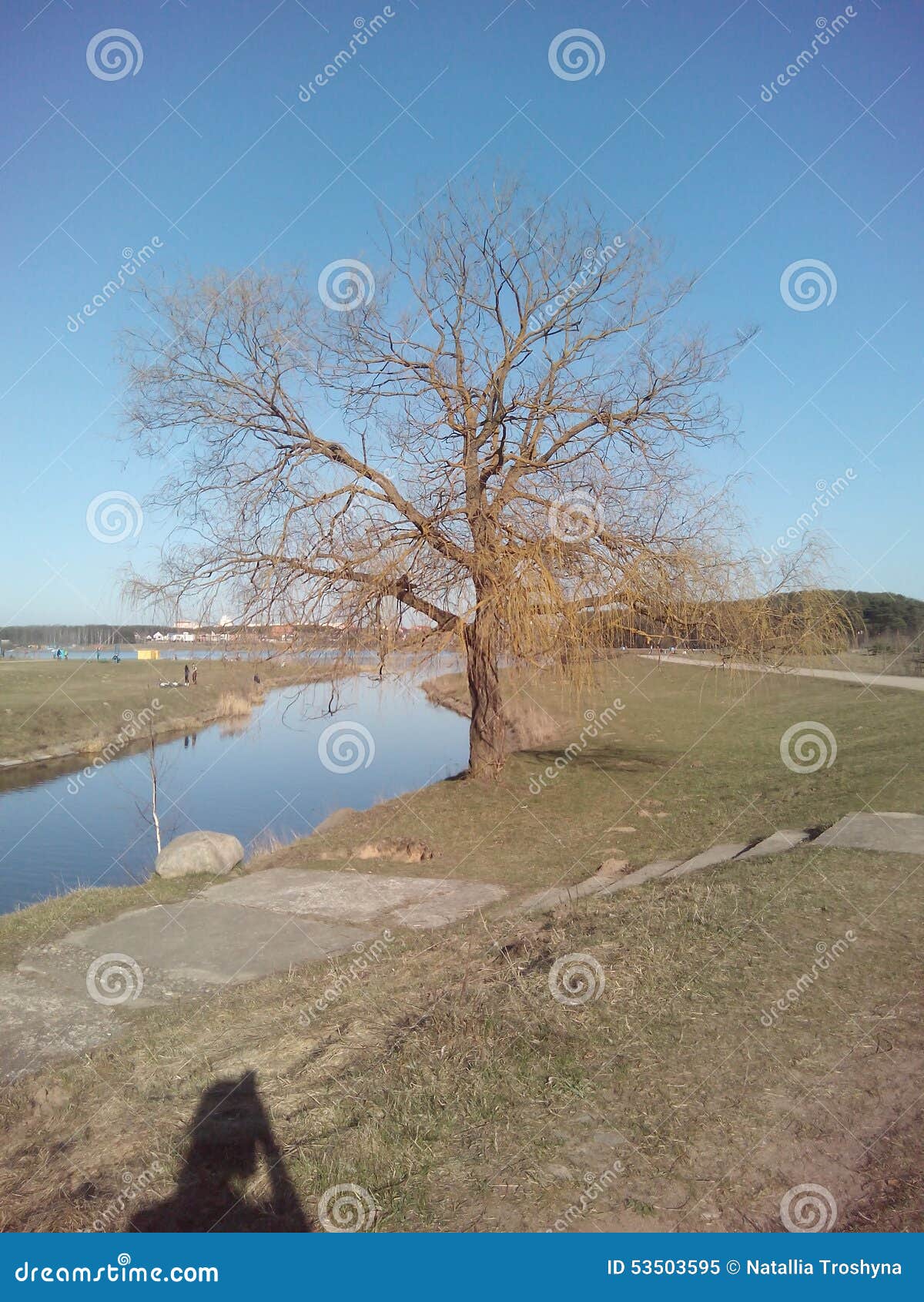 Spring Landscape Tree on the Lake Stock Image - Image of shore, shadows ...