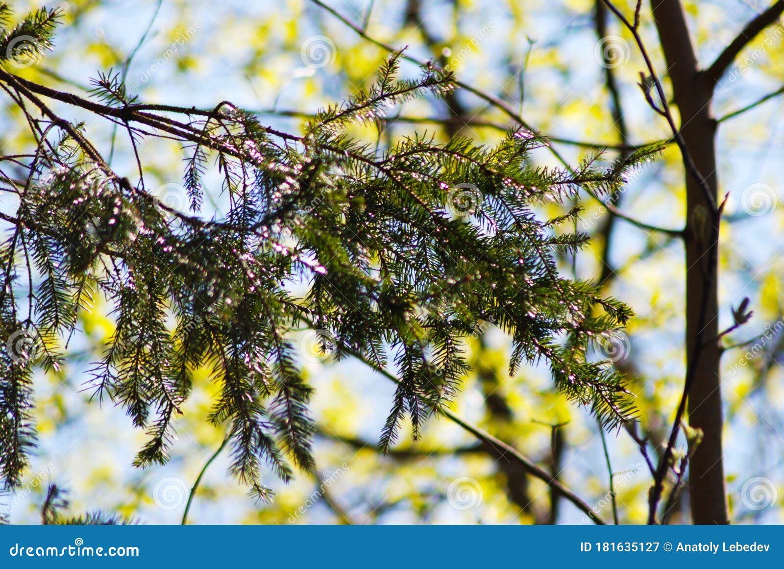 Spring Landscape of Trees Against the Sky Stock Image - Image of ...