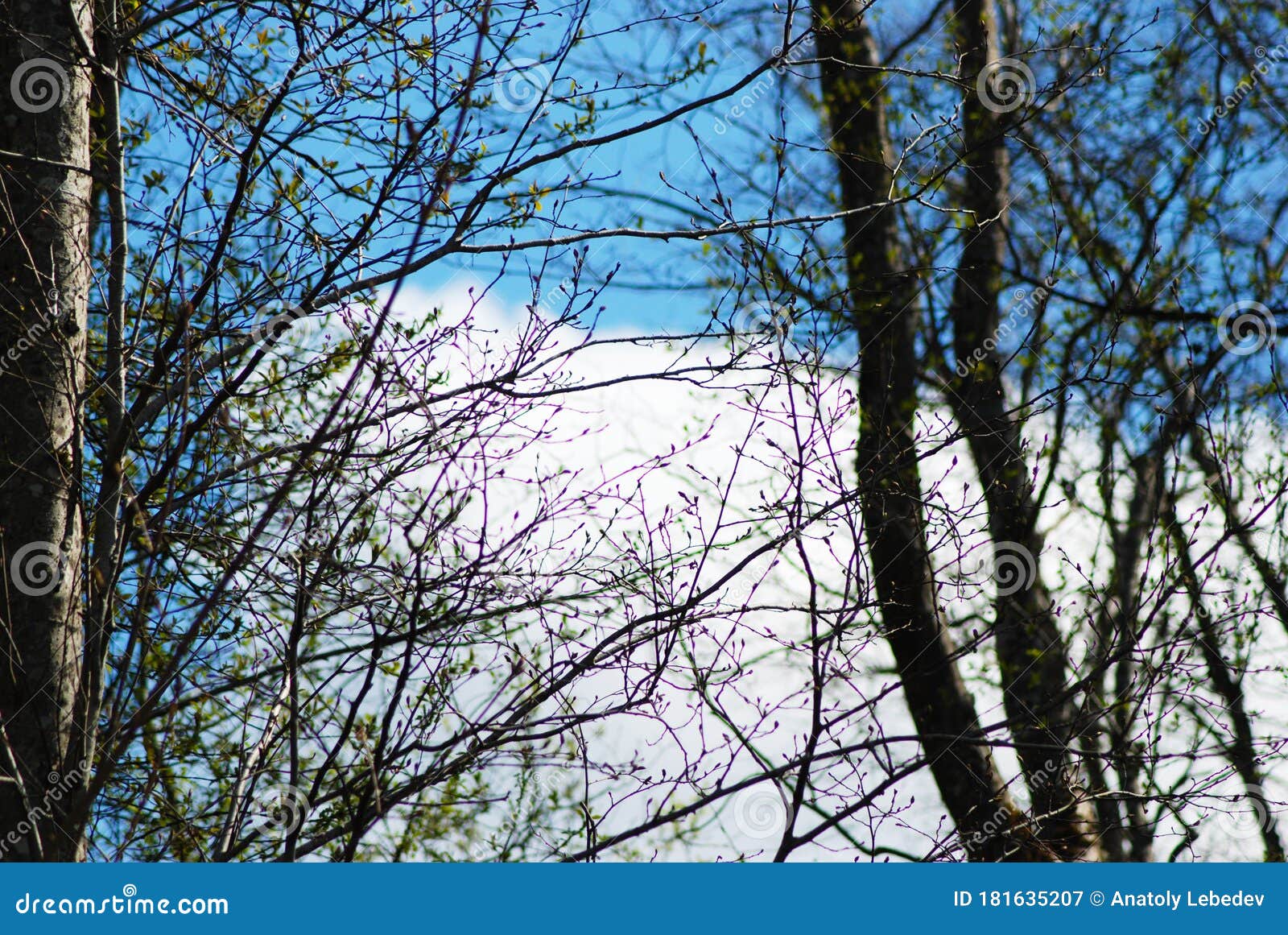 Spring Landscape of Trees Against the Sky Stock Image - Image of bottom ...