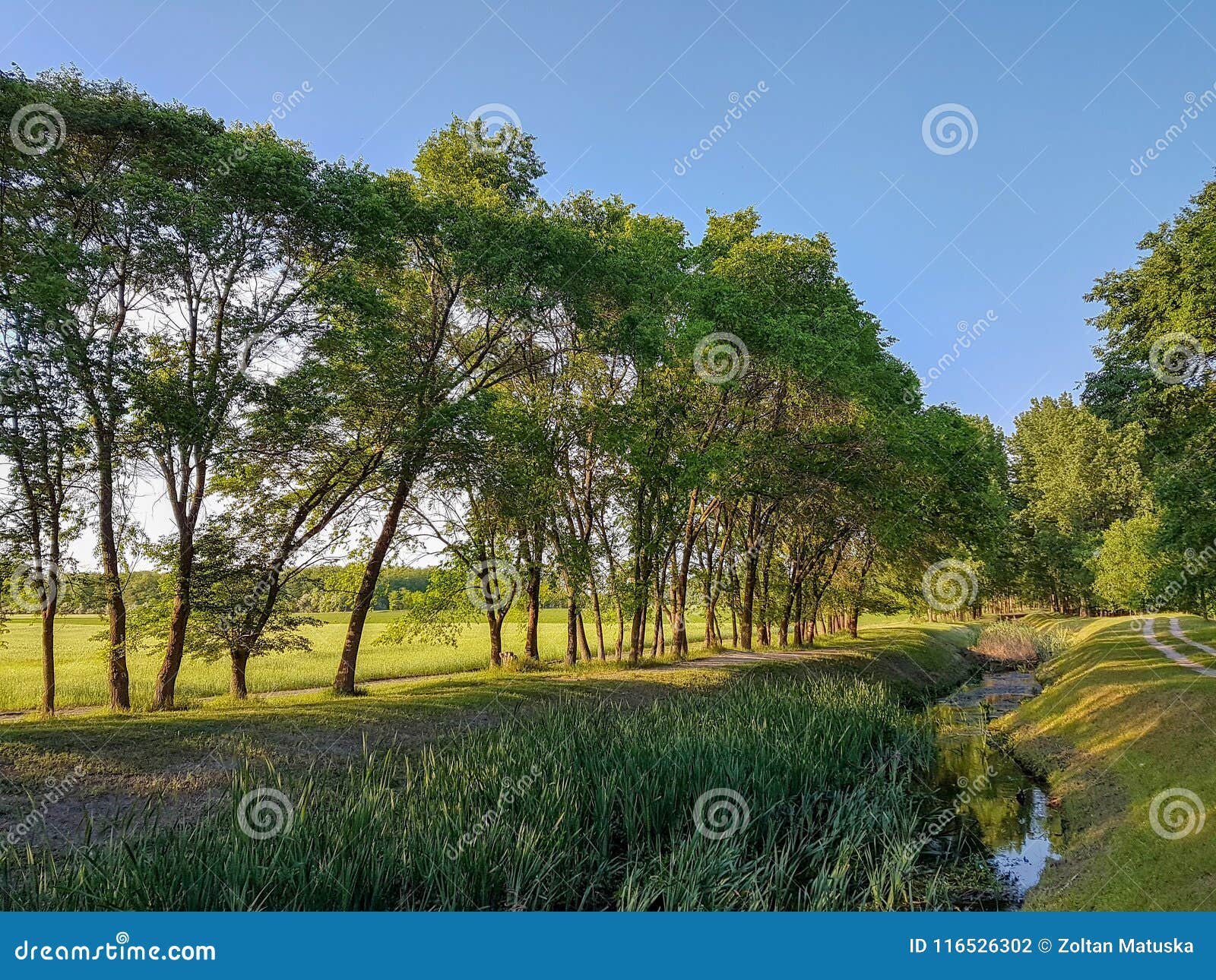Spring Landscape Trees Cloudy Sky Path Grass Green and Blue Color Stock ...